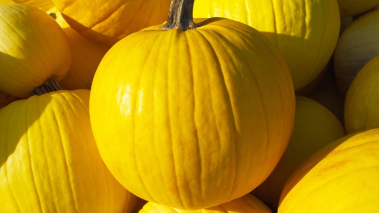 15 Unique and Rare Pumpkin Varieties to Look For This Year