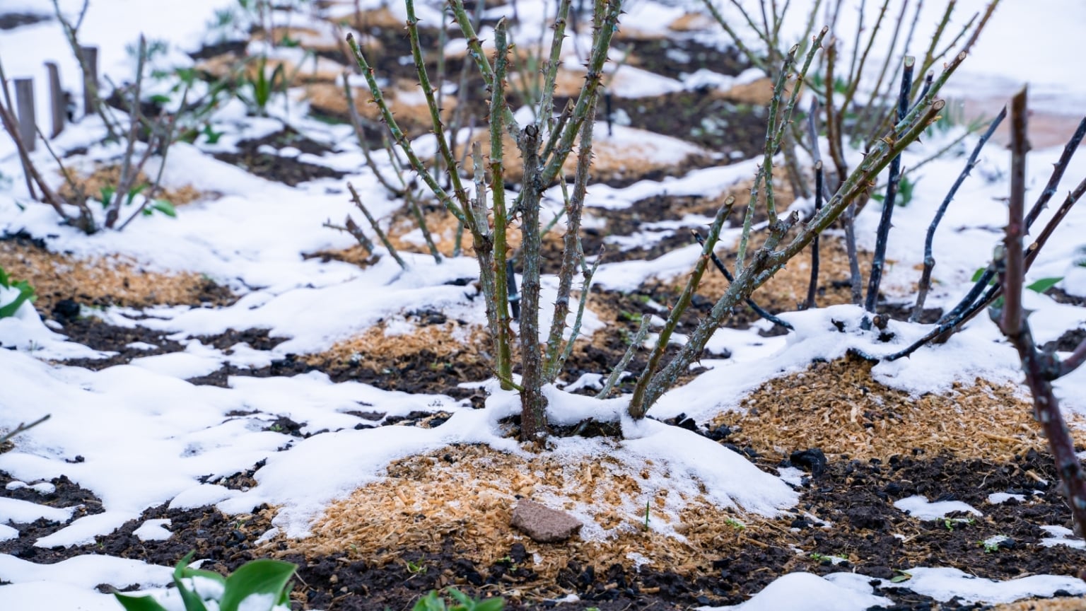9 Roses That Need Extra Winter Protection