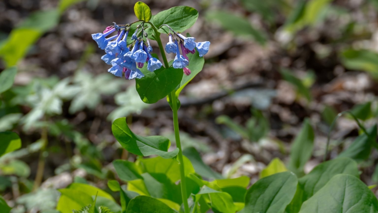 21 Native Wildflowers for Colorado Gardens