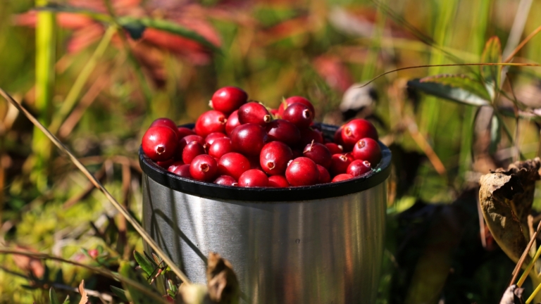 How to Plant, Grow, and Care for Cranberry Plants