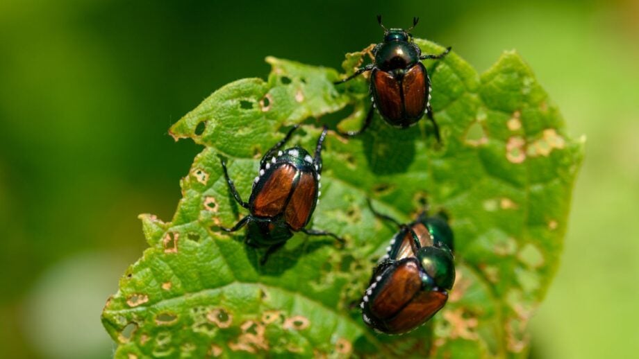 How to Plant, Grow, and Care for Pluot Tree