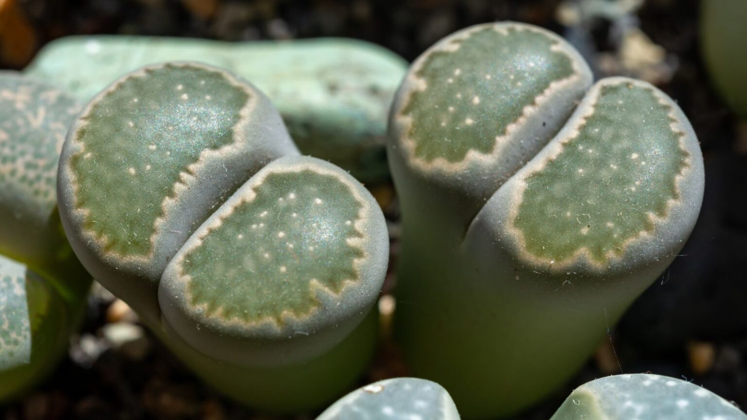 How to Plant, Grow, and Care for Lithops (Living Stone Plants)