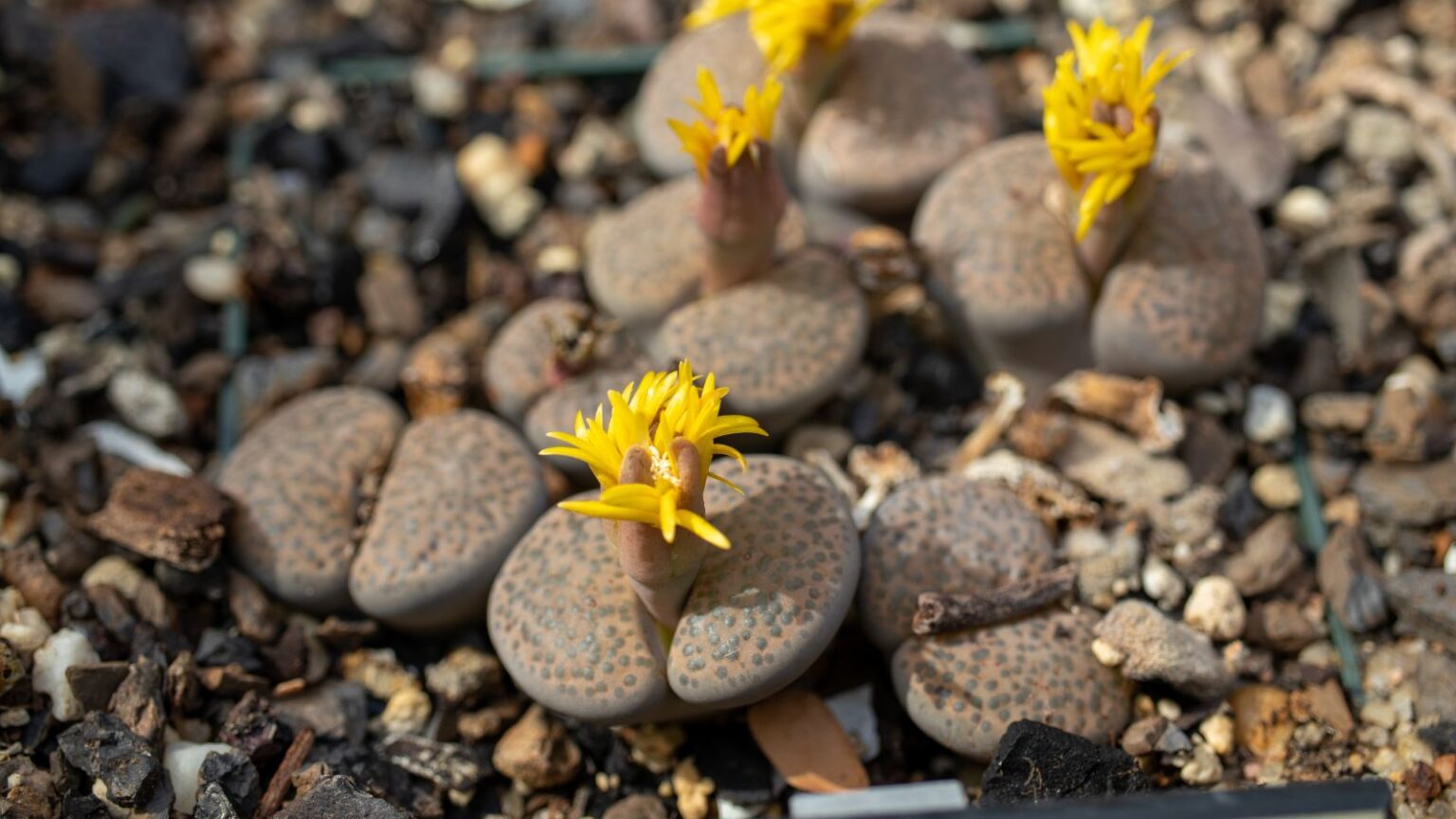 How to Plant, Grow, and Care for Lithops (Living Stone Plants)