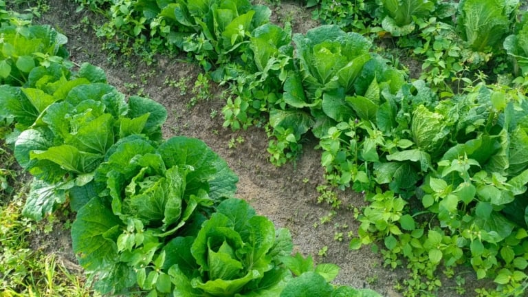 13 Asian Greens You Should Plant This Season