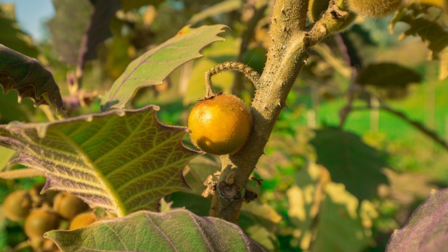 How to Plant, Grow, and Care for Naranjilla (Lulo) Shrubs