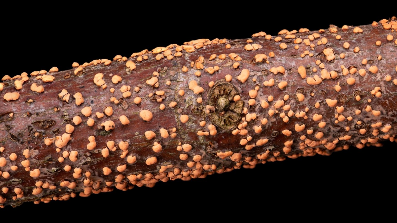 9 Common Apple Tree Diseases: ID, Prevention, and Treatment