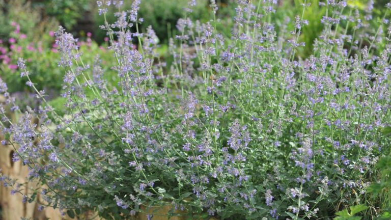 How to Plant, Grow, and Care for Catmint (Nepeta)