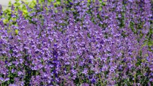 How to Plant, Grow, and Care for Catmint (Nepeta)