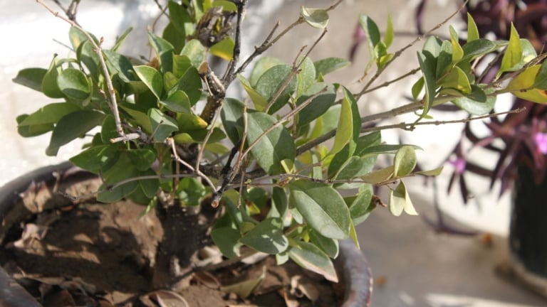 How to Plant, Grow, and Care for Distylium Shrubs