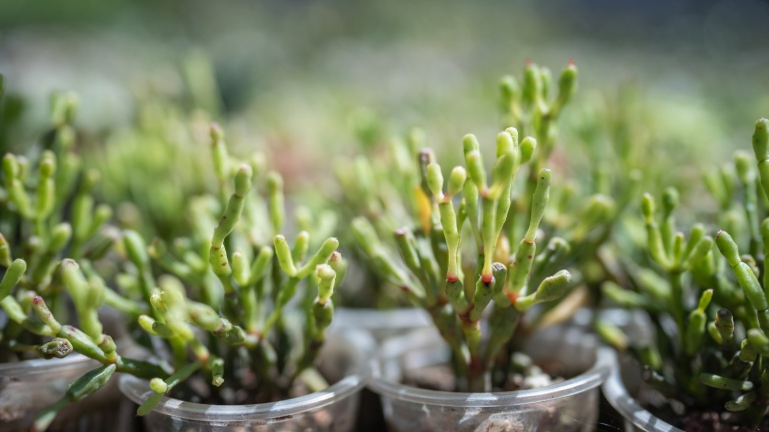 How to Plant, Grow, and Care for Dancing Bones Cactus