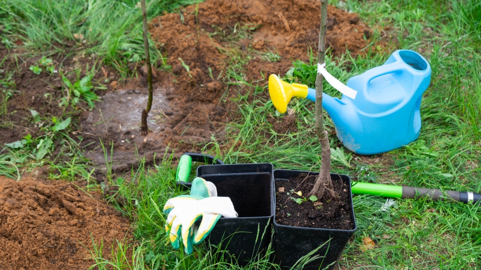 Bare-Root Vs. Container-Grown Trees: Which is Best For You?