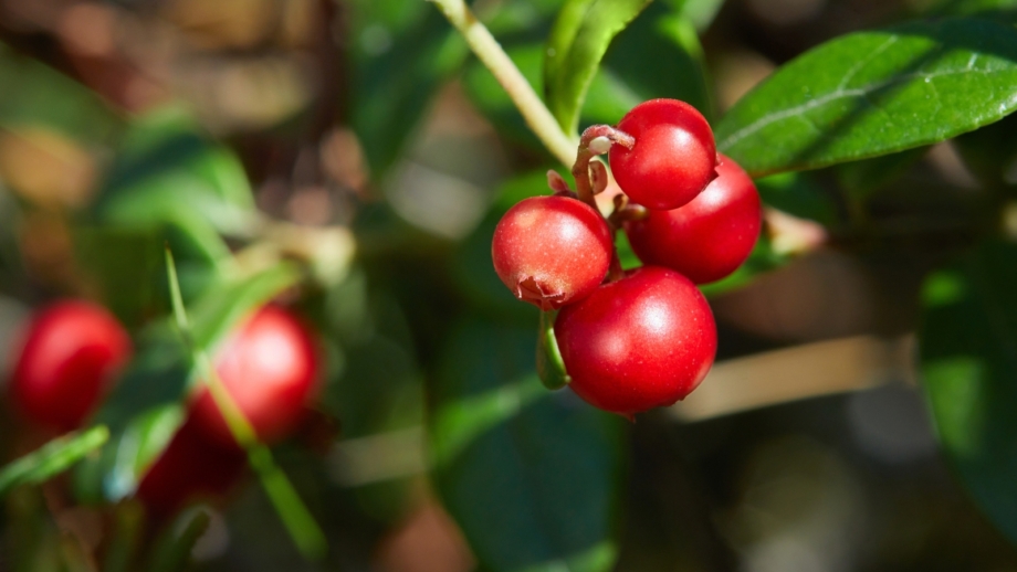 How to Plant, Grow, and Care for Cranberry Plants