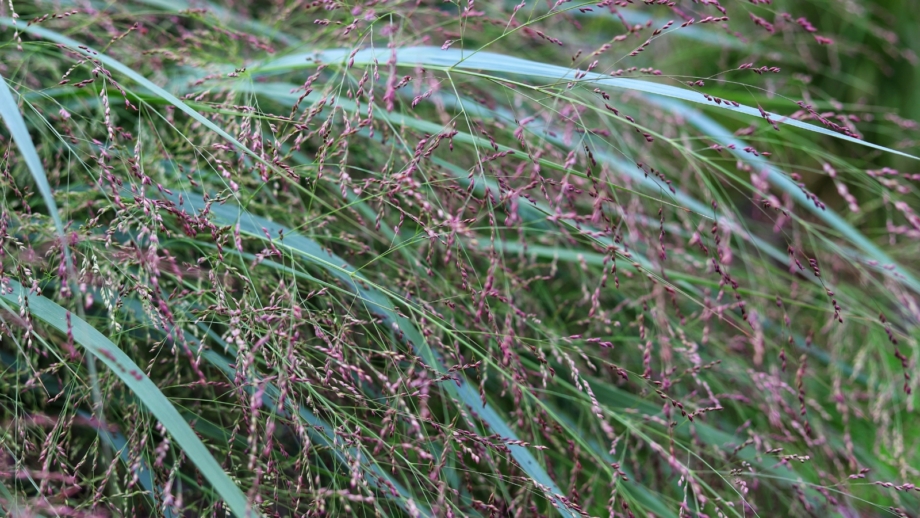 21 Perennials You Shouldn't Cut Back in Fall