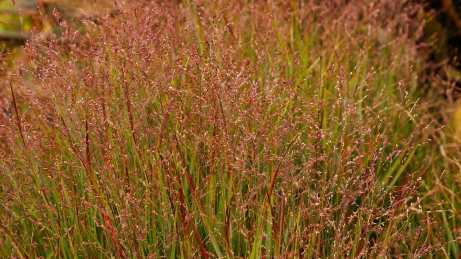 13 Ornamental Grasses That are Spectacular in Fall