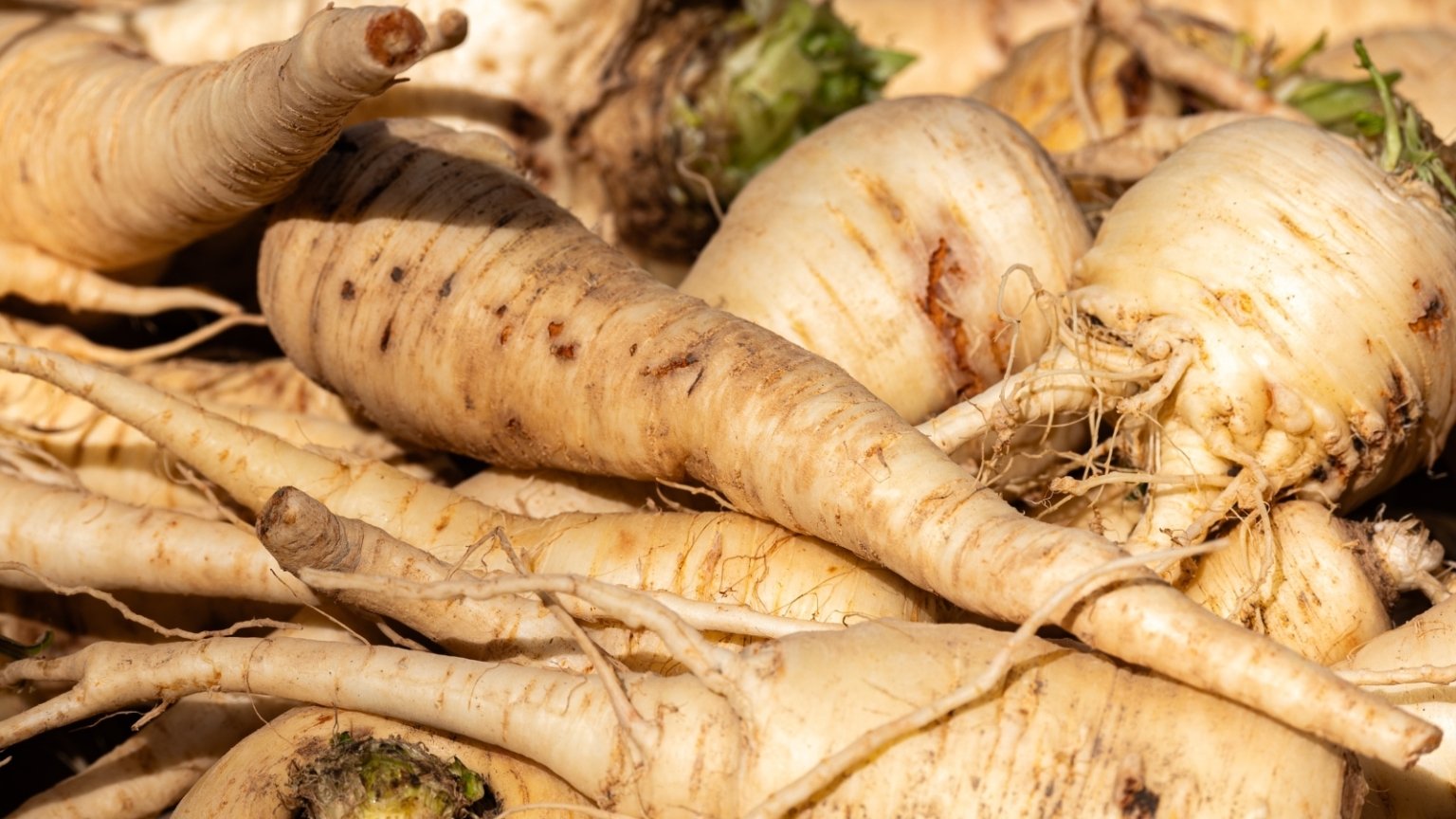 5 Signs It's Time to Harvest Your Parsnips