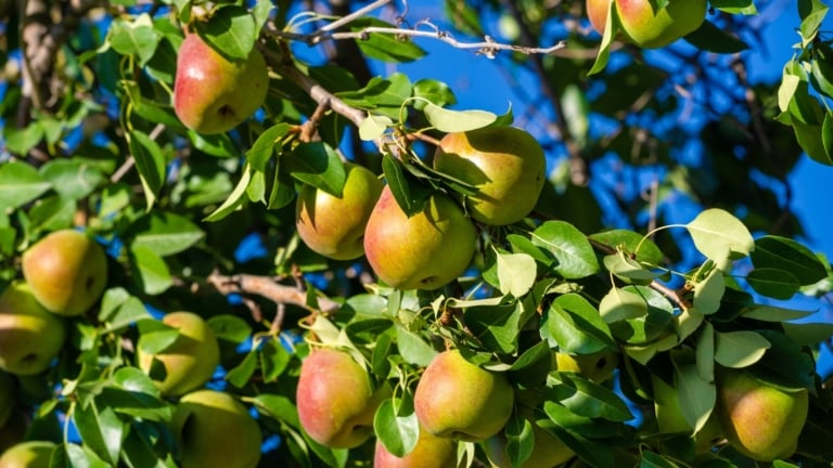 Our 15 Favorite Pear Tree Varieties for Home Gardens