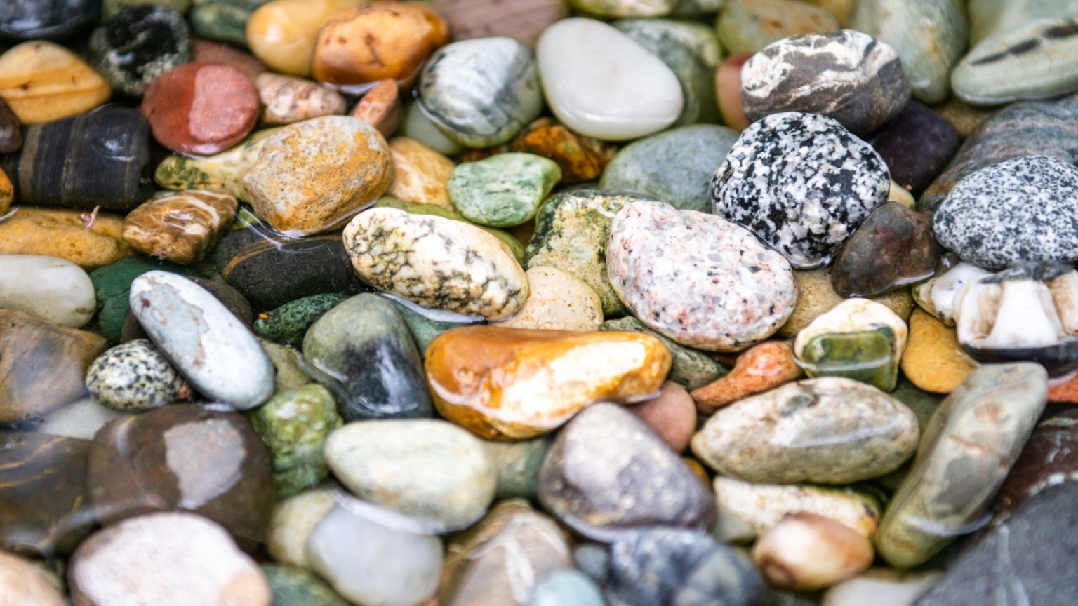 7 Tradescantia Zebrina (Wandering Dude) Problems to Watch For