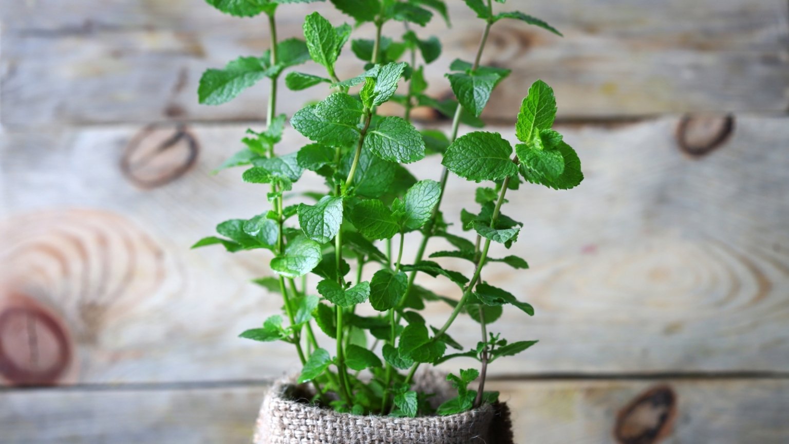 11 Herbs You Can Grow Indoors in Low Light
