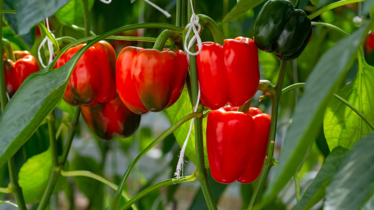 11 Vegetables So Productive You Should Only Grow One Plant