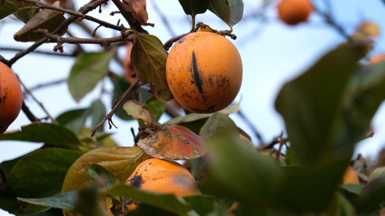 5 Persimmon Tree Diseases and How to Treat Them