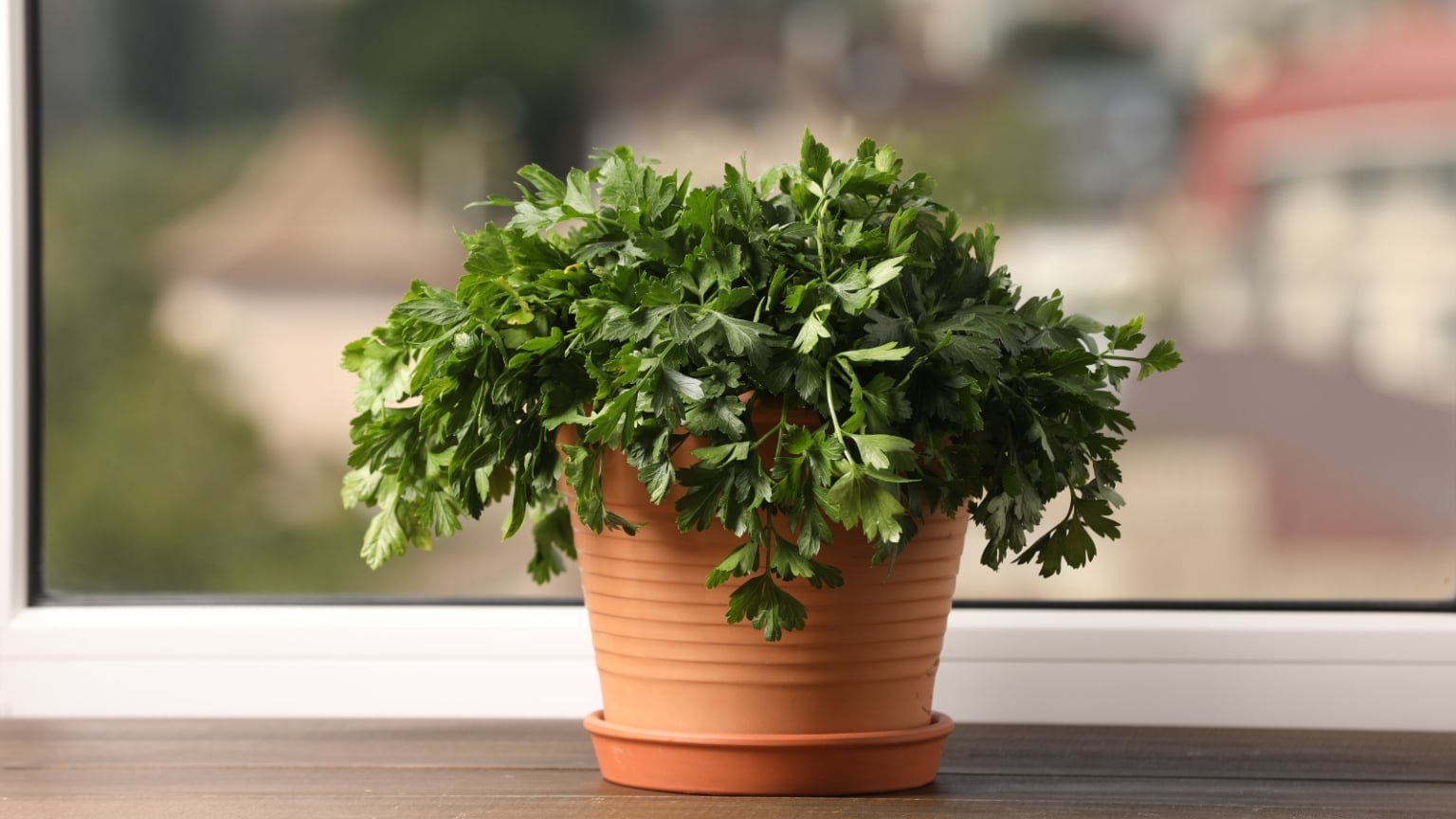 How to Plant, Grow, and Care for Parsley