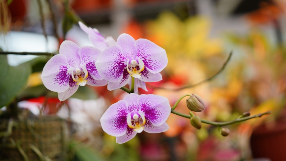 11 Orchids With Nearly Constant Blooms