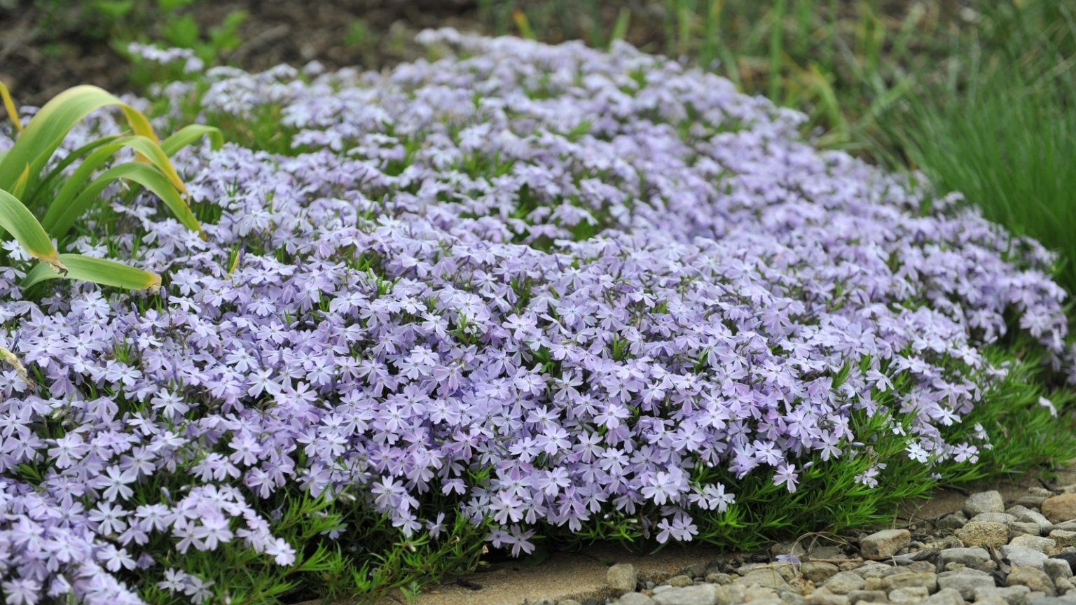 23 Dreamy Trailing Plants to Cascade Over Garden Walls - Epic Gardening