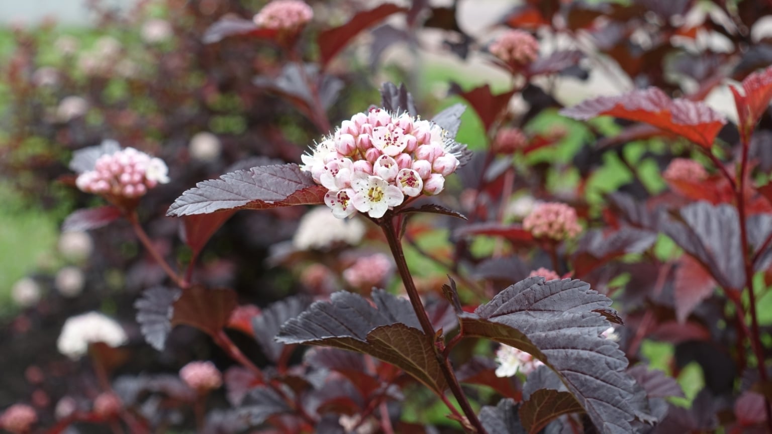 41 Plants Perfect for a Dramatic Goth Garden