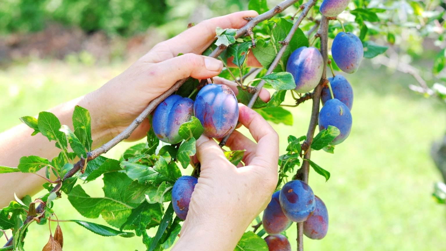 How and When to Harvest Plums for The Sweetest Fruit