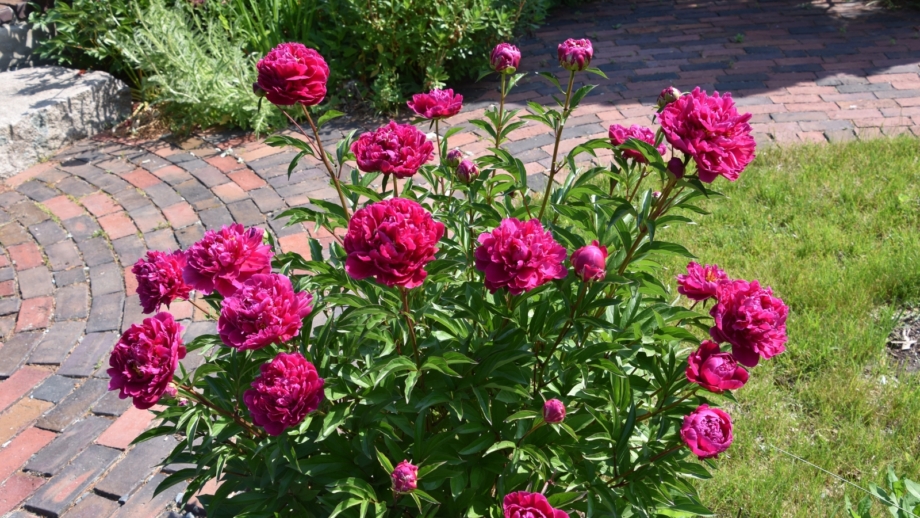 How to Divide Peonies in 9 Easy Steps