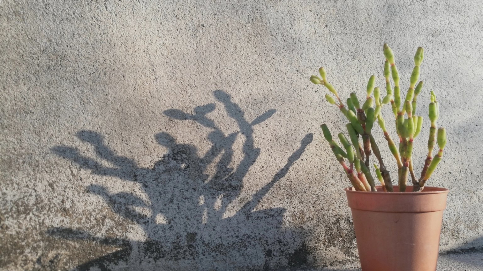 How to Plant, Grow, and Care for Dancing Bones Cactus