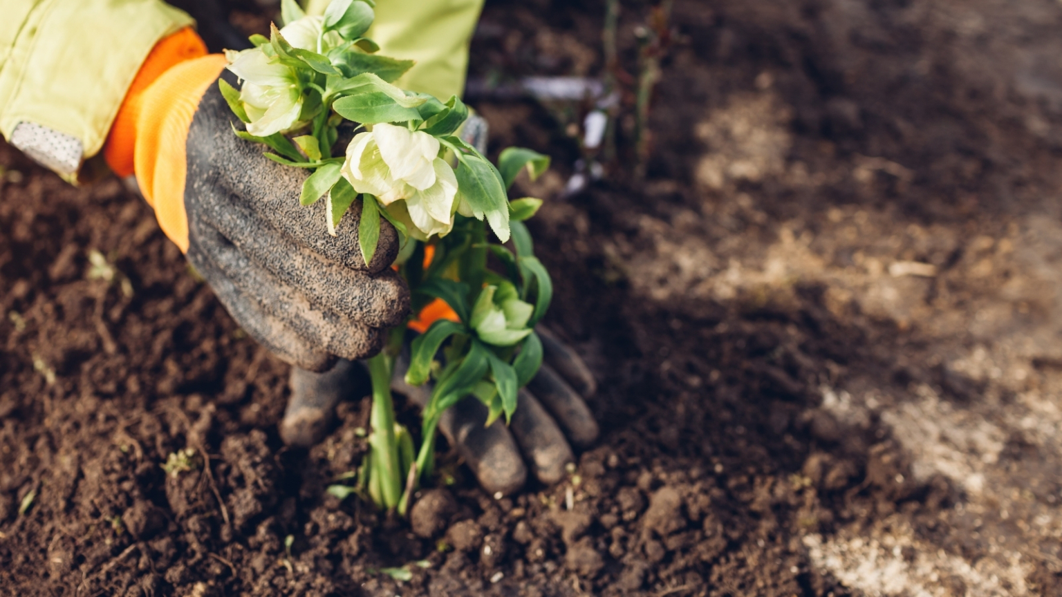 9 Tasks to Do Now To Prepare Your Garden for Winter