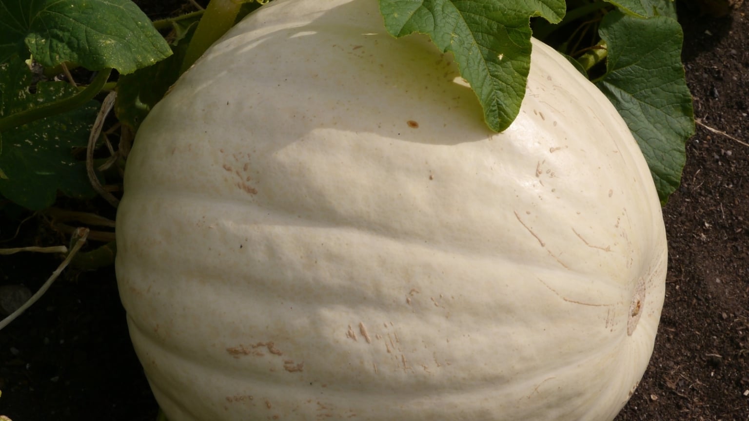 15 Unique and Rare Pumpkin Varieties to Look For This Year