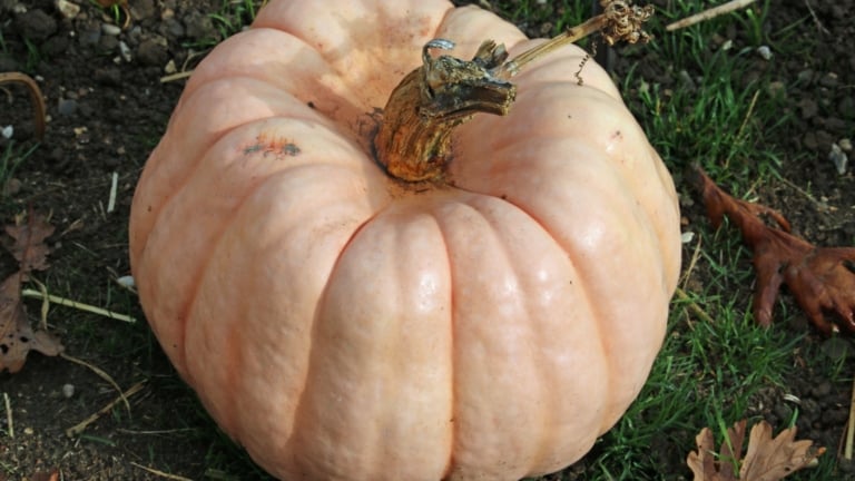 15 Unique and Rare Pumpkin Varieties to Look For This Year
