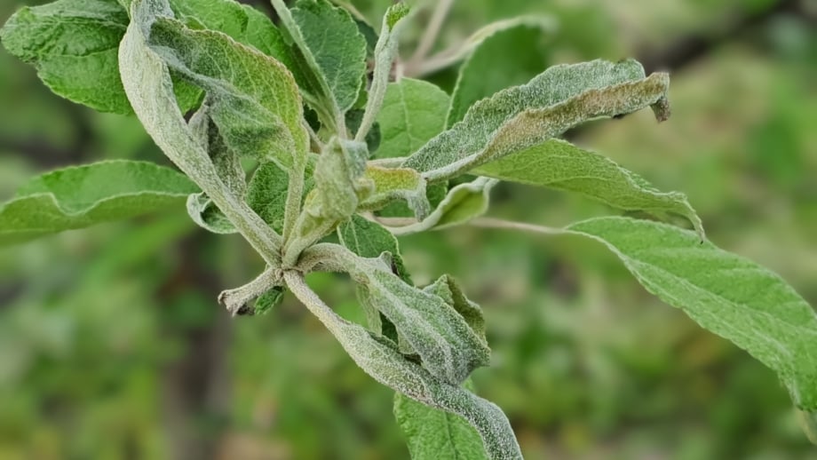 9 Common Apple Tree Diseases: ID, Prevention, and Treatment