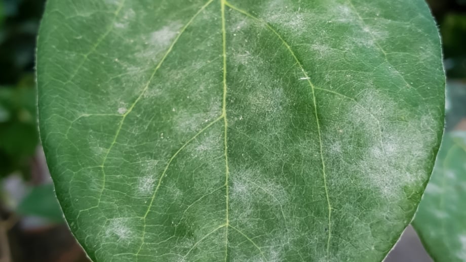 How to Plant, Grow, and Care for Sweet Joe Pye Weed