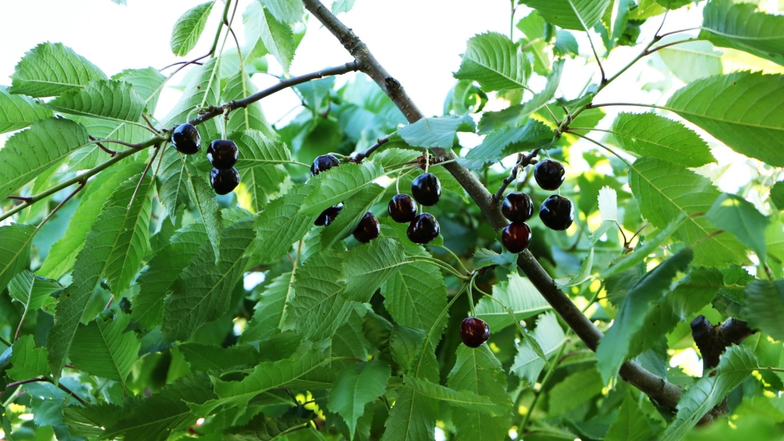 41 Plants Perfect for a Dramatic Goth Garden
