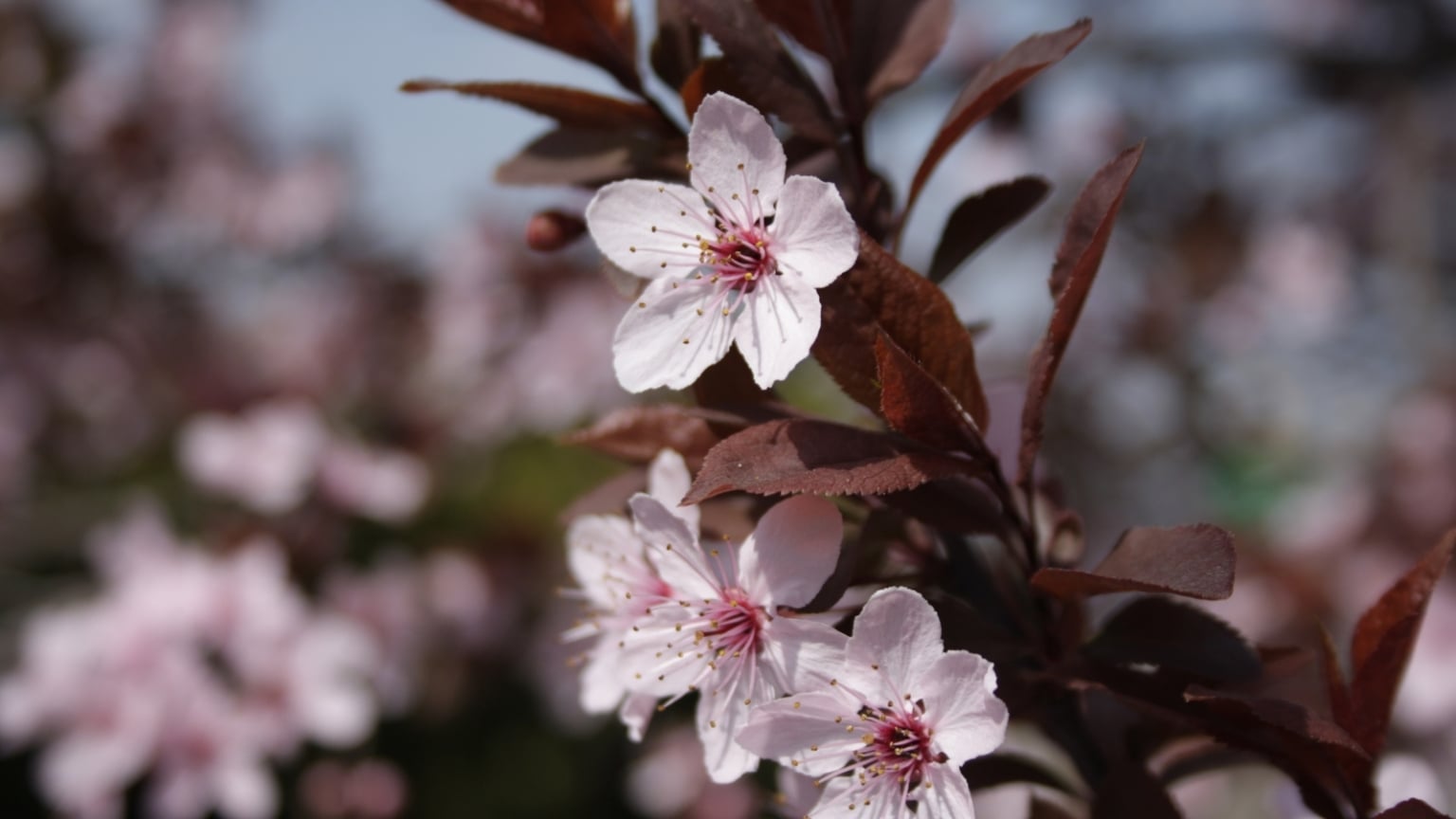 41 Plants Perfect for a Dramatic Goth Garden