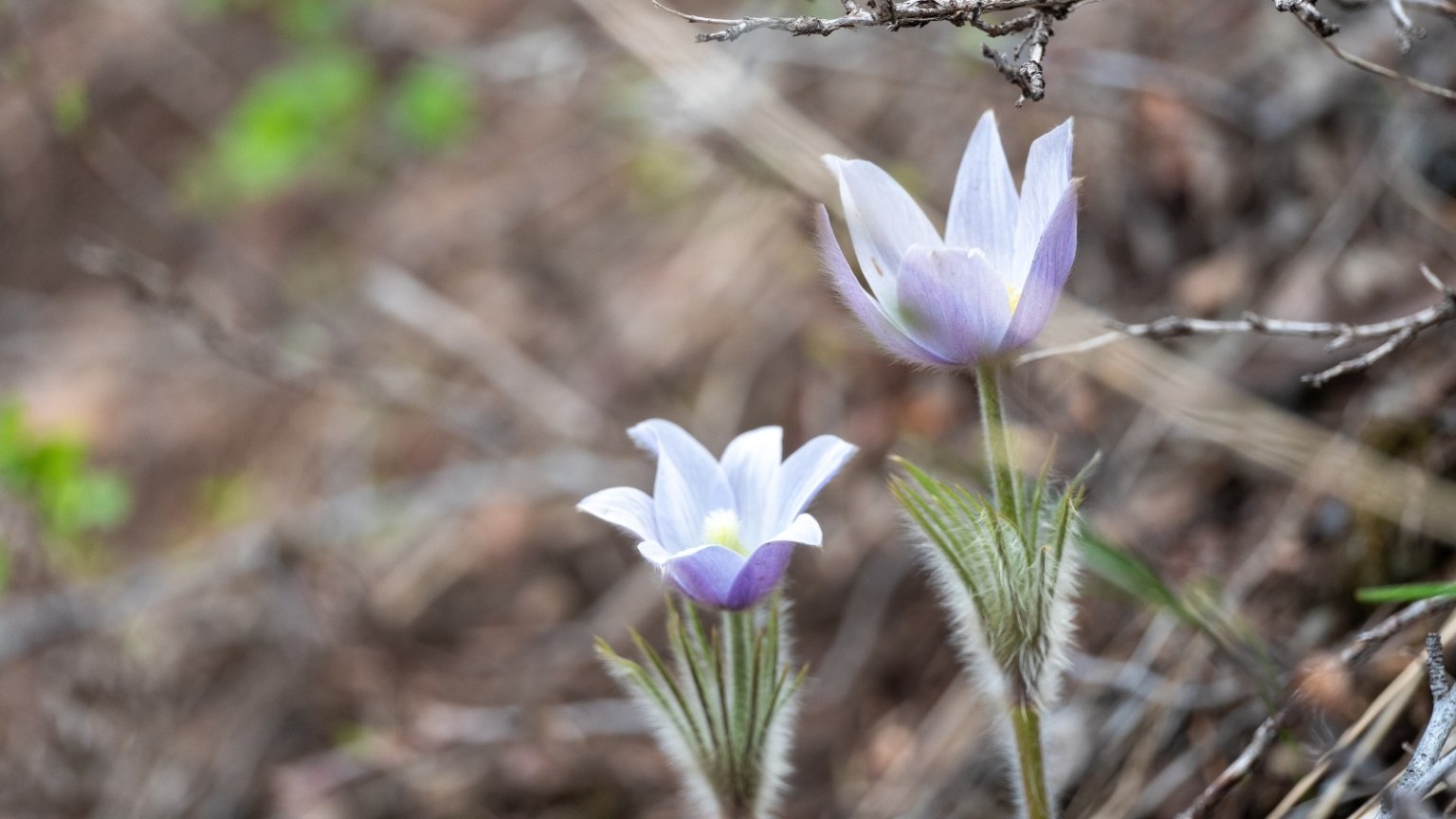 21 Native Wildflowers for Colorado Gardens