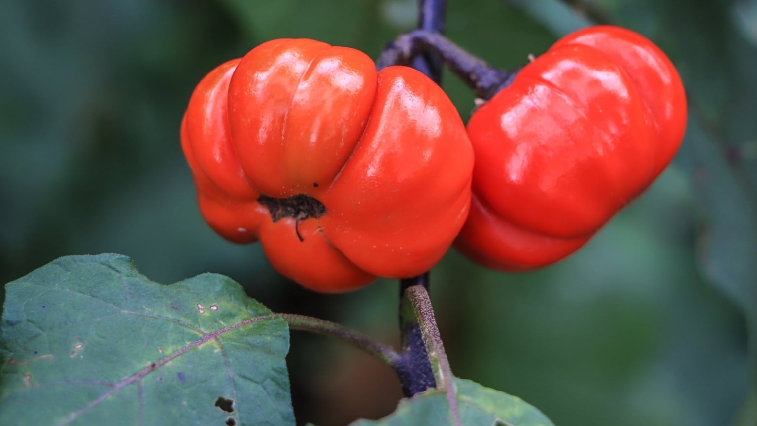 How to Plant, Grow, and Care for Pumpkin-On-a-Stick