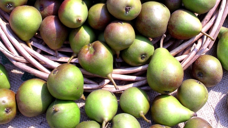 Our 15 Favorite Pear Tree Varieties for Home Gardens