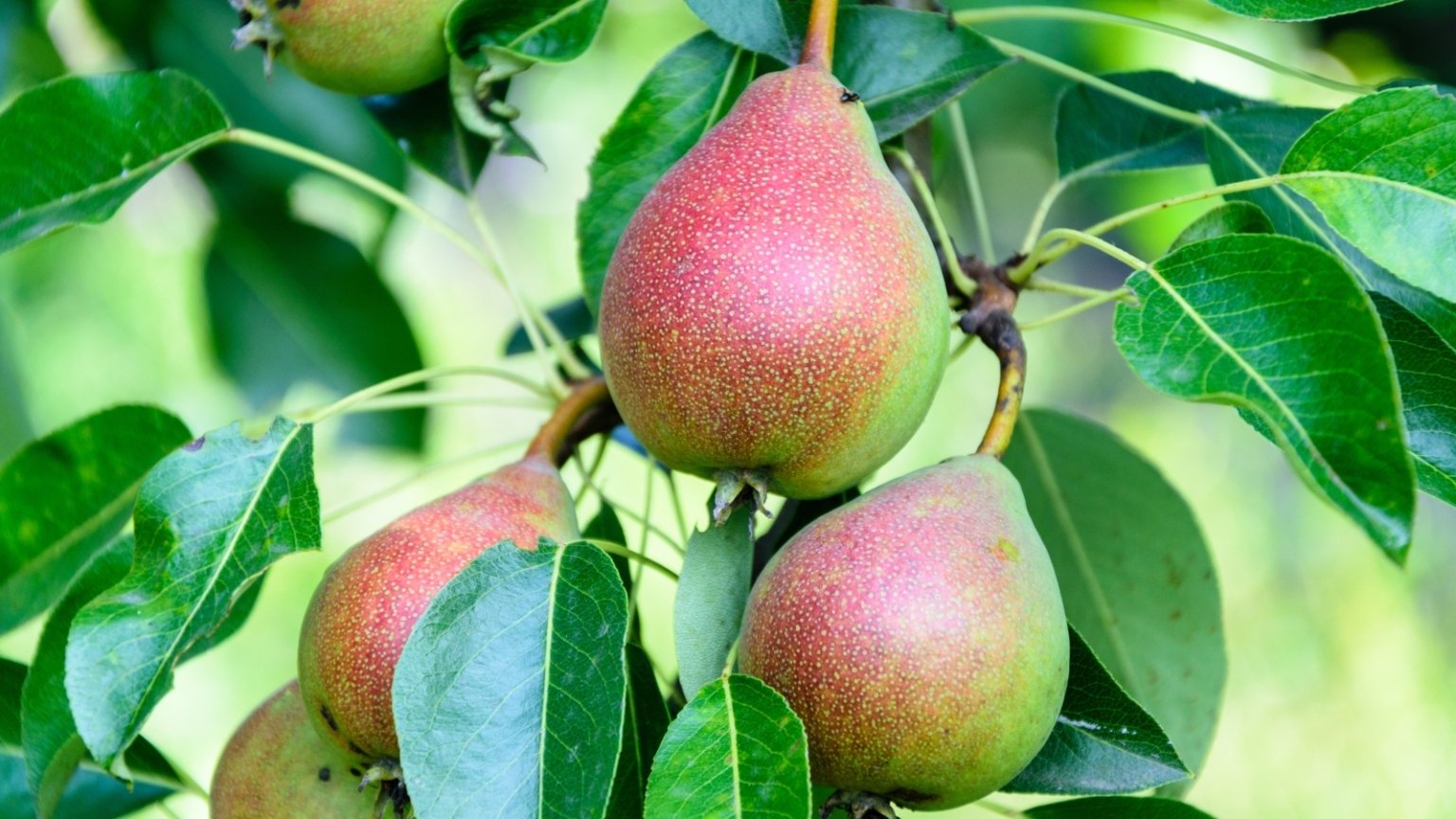 Our 15 Favorite Pear Tree Varieties for Home Gardens