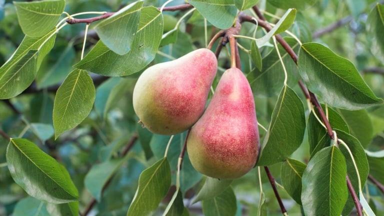 Our 15 Favorite Pear Tree Varieties for Home Gardens