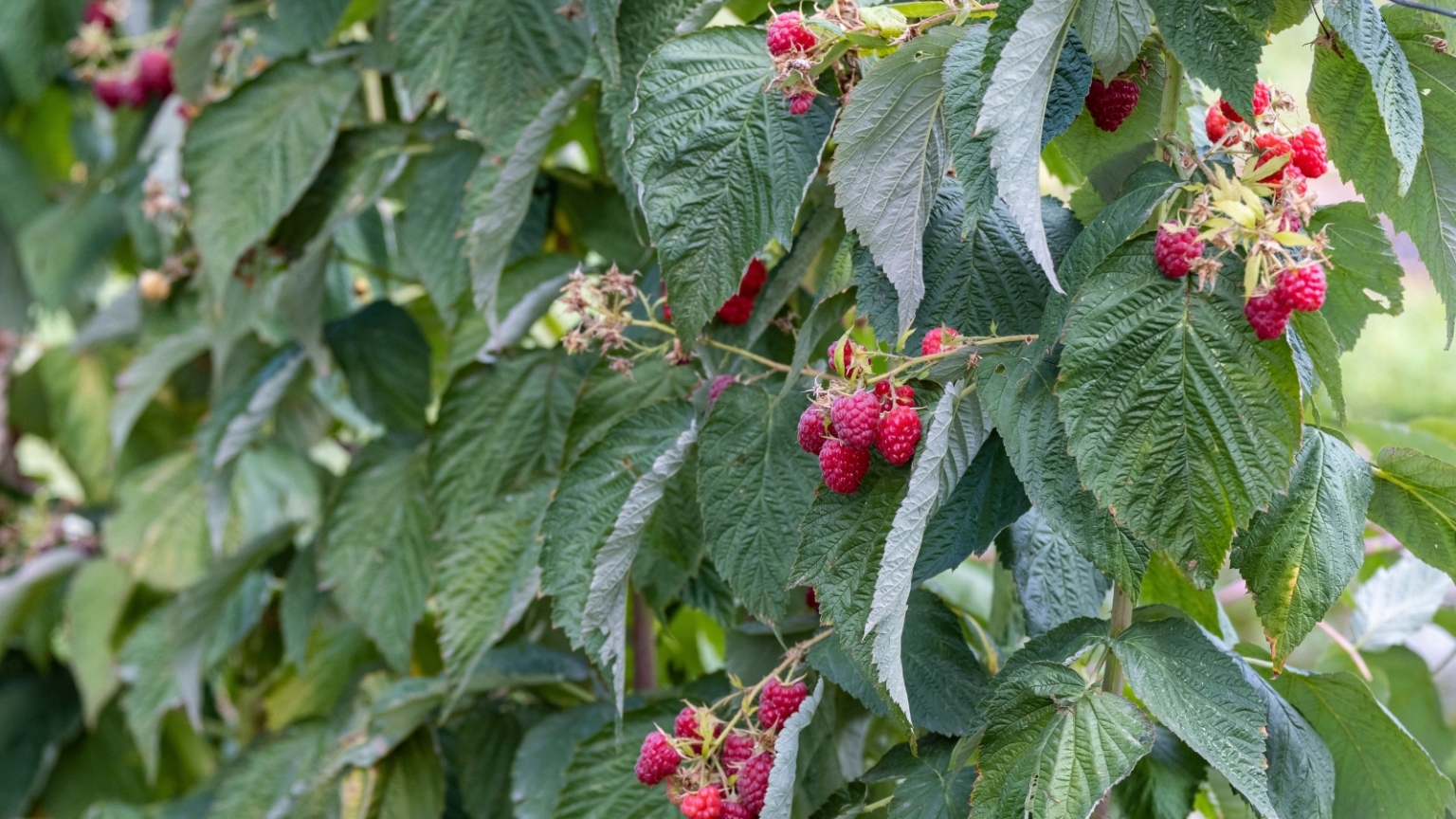 13 Berry Bushes You Can Plant in November