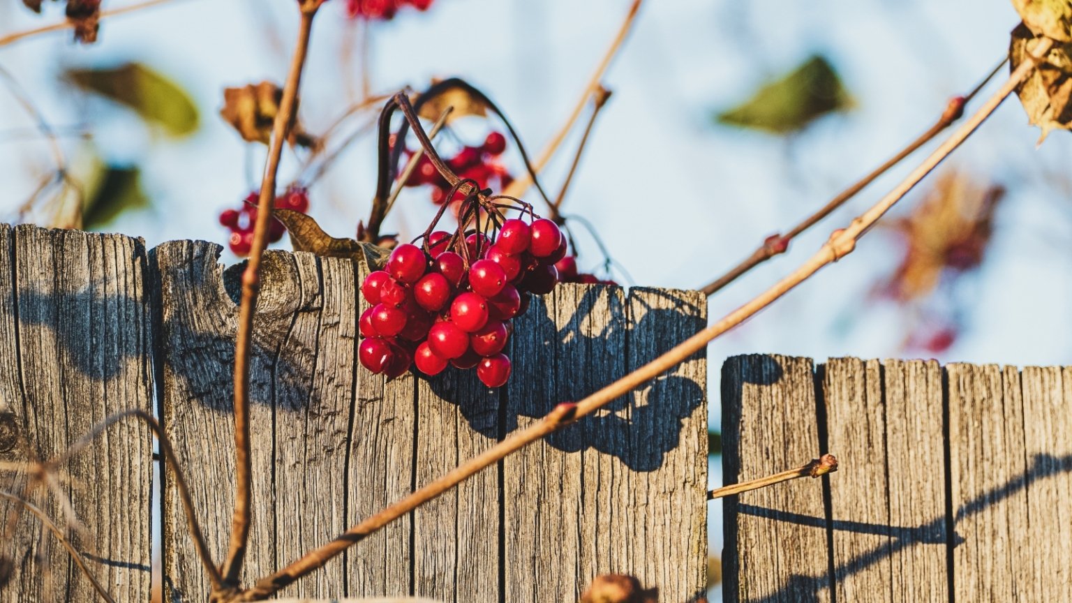 How to Plant, Grow, and Care for Highbush Cranberries