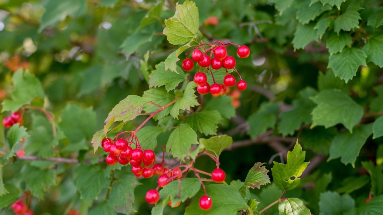 How to Plant, Grow, and Care for Highbush Cranberries