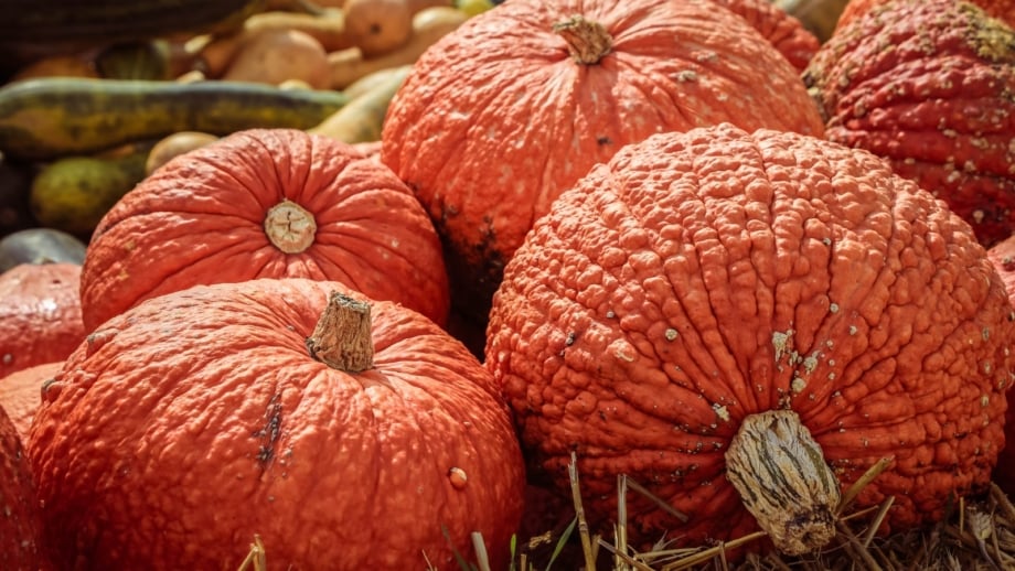 15 Unique and Rare Pumpkin Varieties to Look For This Year