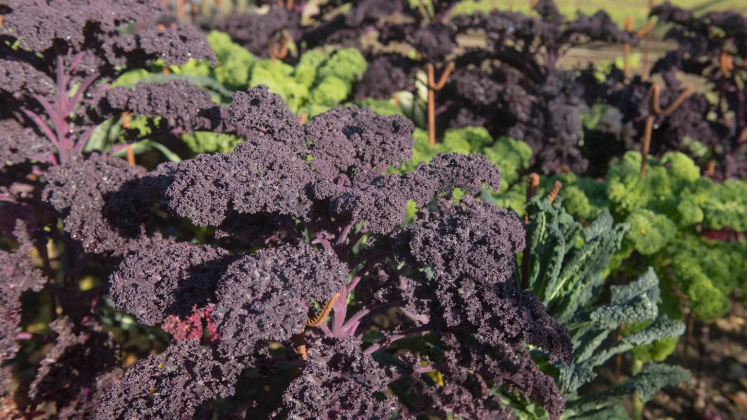 17 Tasty Salad Greens You Can Grow on Your Counter