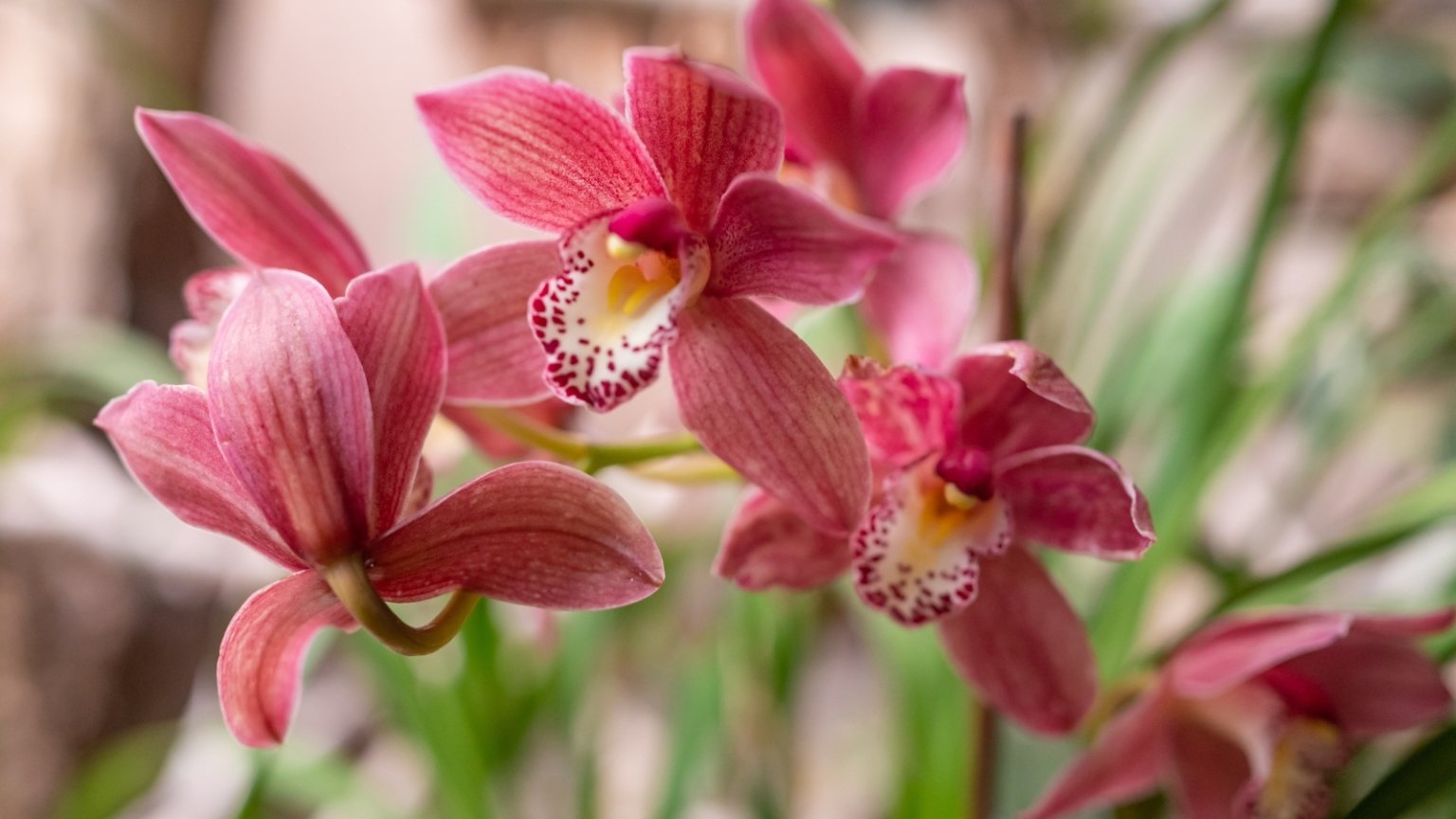 Where Should You Put Your Orchid? 5 Tips for Finding the Right Spot
