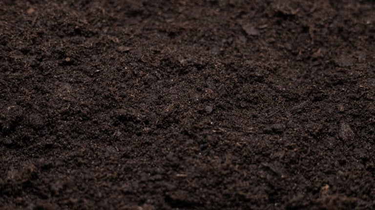 How to Plant, Grow, and Care for Leeks